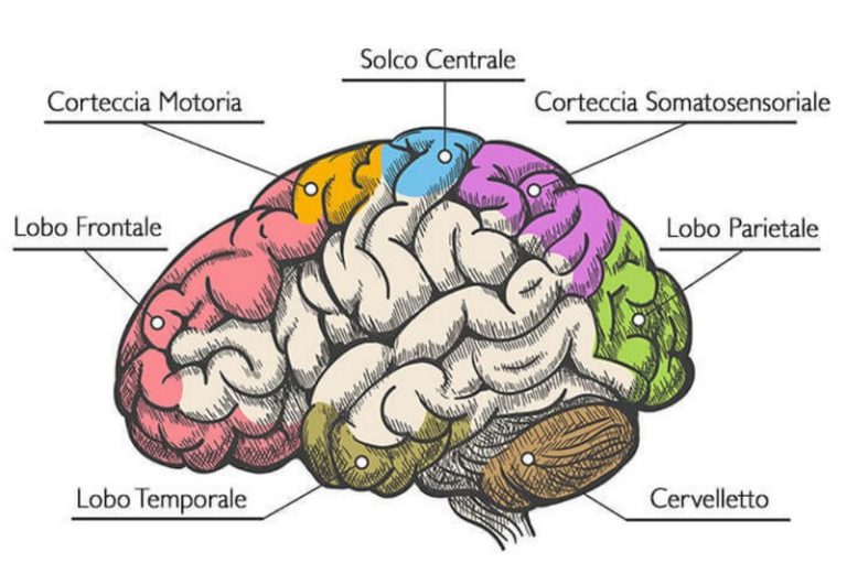 L’anatomia del nostro cervello – Archivio Anno Scolastico 2020/2021